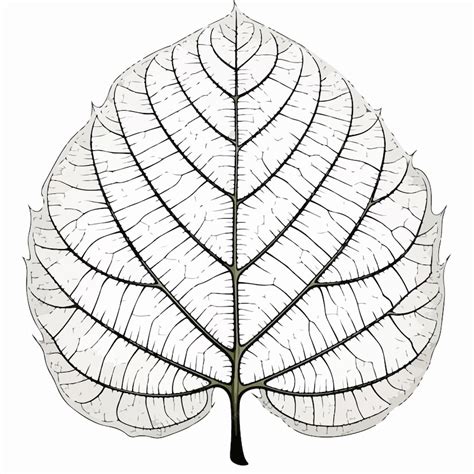 Detailed Internal Structure Of Leaf Diagram Illustration Premium Ai
