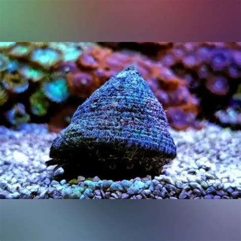 Saltwater Snails For Sale