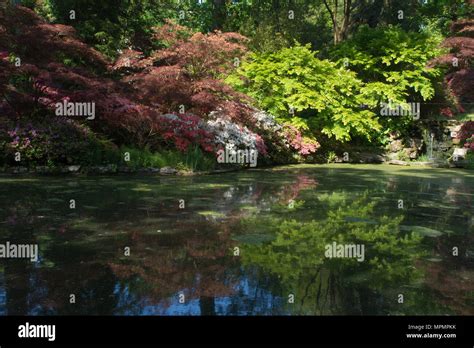 View Of Colourful Flowering Rhododendrons And Azaleas At Exbury Gardens