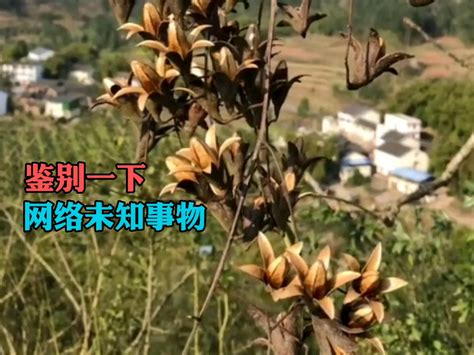 鉴别网络未知事物3092种你可能见过但不知道是什么的奇怪物体 无穷小勺子 无穷小勺子 哔哩哔哩视频