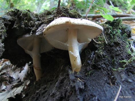 Echinoderma Asperum At Indiana Mushrooms