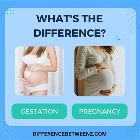 Difference Between Gestation And Pregnancy Difference Betweenz