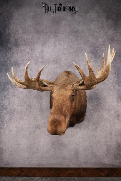 Alaskan Moose Sku 3000 All Taxidermy