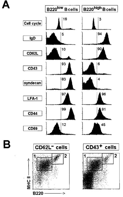 Phenotype Of B220 Low Plasmablasts And B220 High B Cells In The