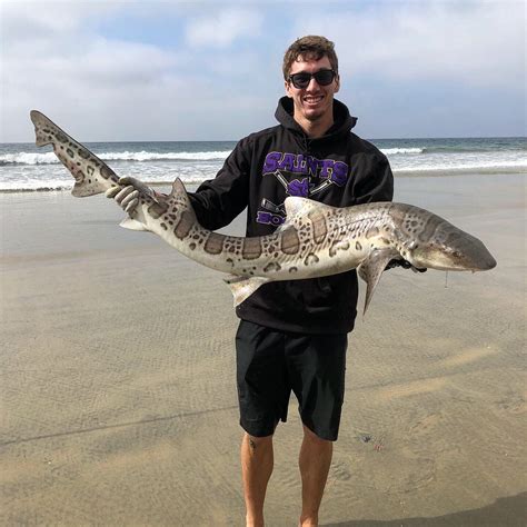Leopard Shark