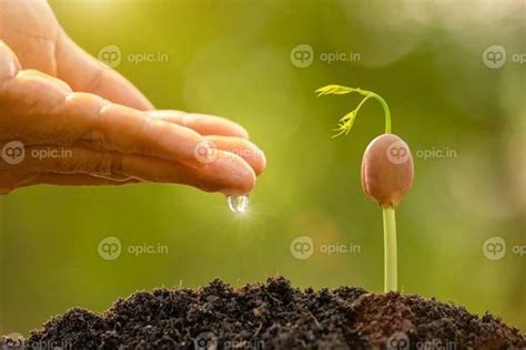 خرید و قیمت دانلود عکس جوانه سبز در حال رشد در خاک با نور خورشید در