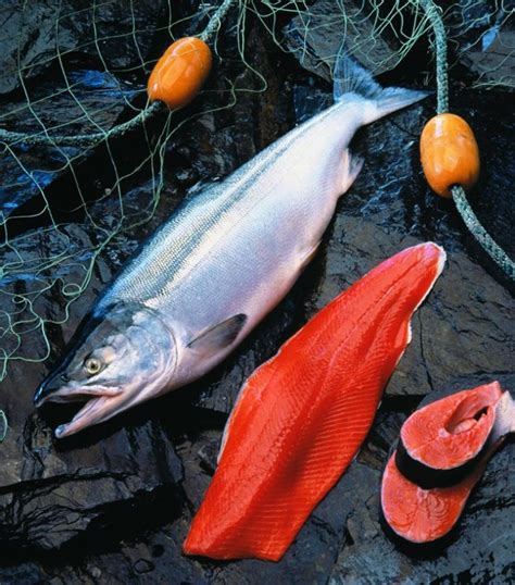Difference Between Farm Raised Salmon Vs Wild Salmon Productive