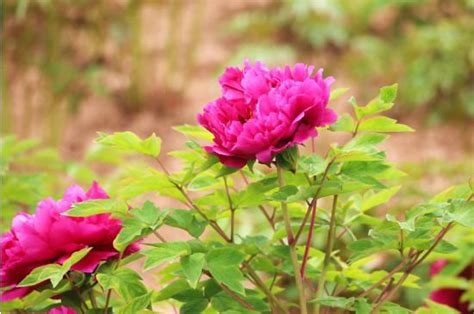芍藥幾點開花 花卉百科園