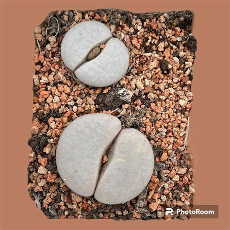 Lithops Discover Rare Succulent Plants At Vivian Lithops Garden