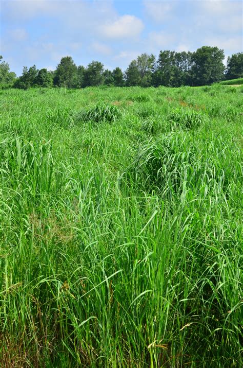 Research At Kbs Helps Explain A Switchgrass Mystery