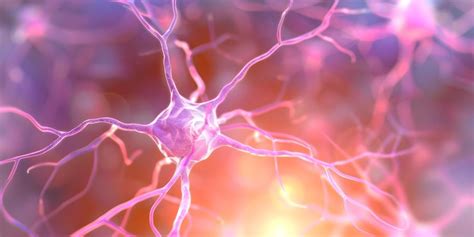 Understanding The Neural Network In The Human Brain Neuron Nerve Cells