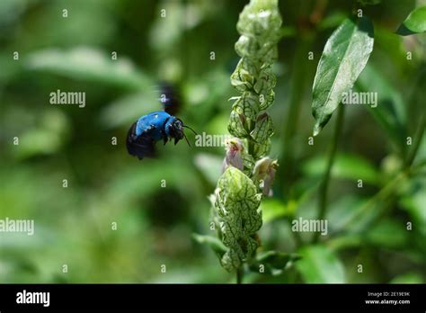 Blue Carpenter Bee Hovering Near Flowering Plant Xylocopa Caerulea