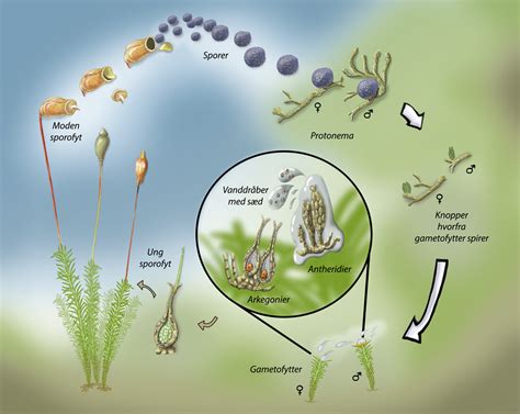 Biol 231moss Life Cycle Moss Life Cycle The Moss Life