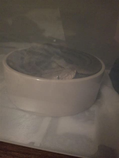 alice the titanium reticulated python