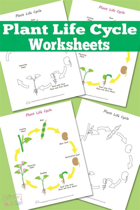 Plant Life Cycle Worksheet Itsy Bitsy Fun Worksheets Library