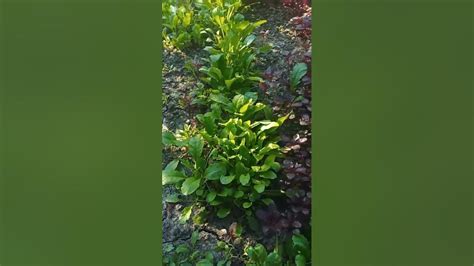 আমার মায়ের হাতে লাগানো শাক সবজি মাশাআল্লাহ Sobji Vegetables