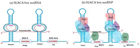 Ijms Free Full Text Emerging Functions For Snornas And Snorna Derived Fragments