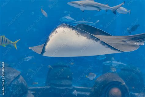 Sting Ray Swimming Underwater The Short Tail Stingray Or Smooth