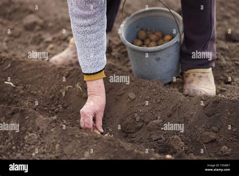 Planting Potatoes In The Garden Elderly People Are Engaged In Landing