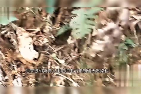 越高档的口红材料来源越恐怖