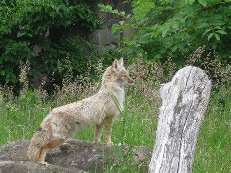 Corsac Fox By Cervelet On Deviantart