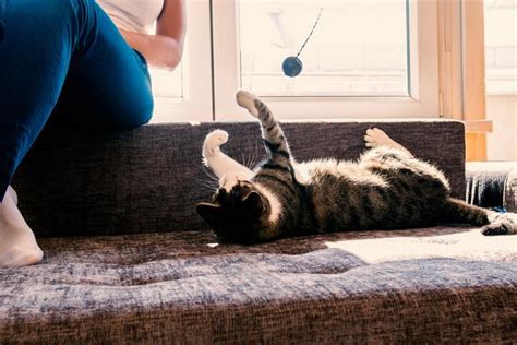 Perché il gatto miagola Tipi significato VIDEO