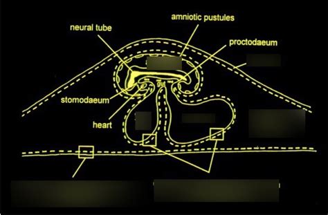 Placenta Layers Diagram Quizlet