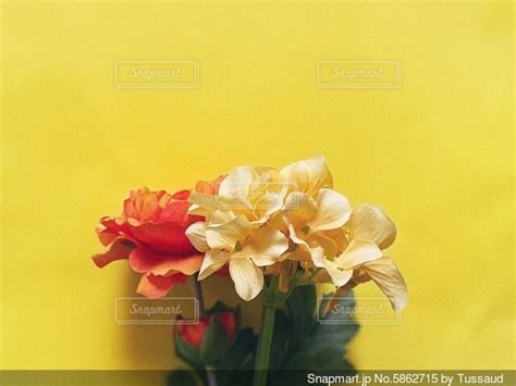 黄色の背景にビタミンカラーの花の写真・画像素材 5862715 Snapmart（スナップマート）