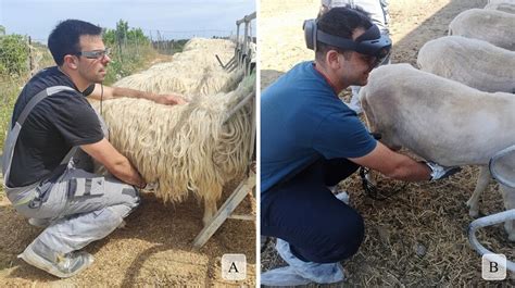 On Field Tests With Operators Reading Sheep Bolus With The Developed