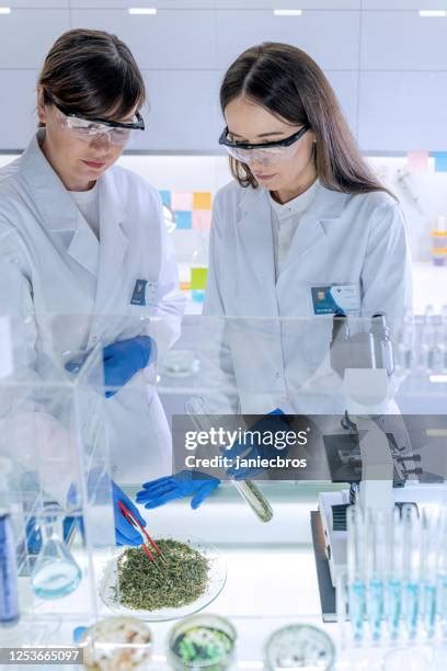 Weed Lab Photos And Premium High Res Pictures Getty Images