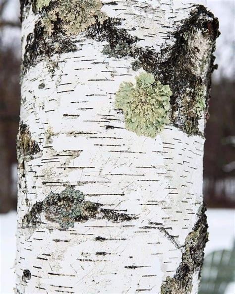 Дэлбээлдэг Цай Хус модны хагны ач тус хэрэглэх