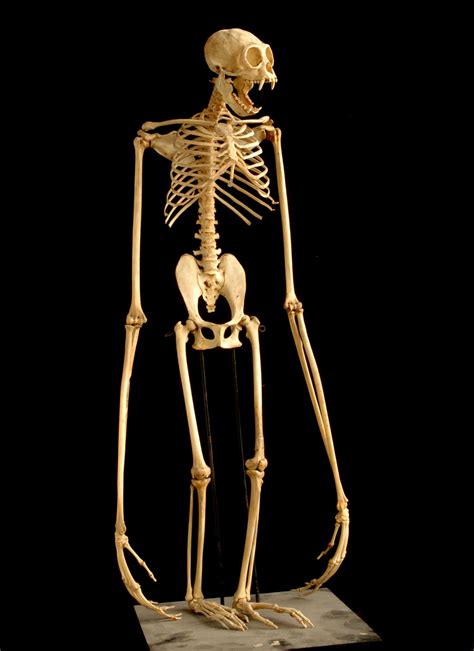 Abstractbody Gibbon Skeleton He Look So Happy With His Long Arms Omg