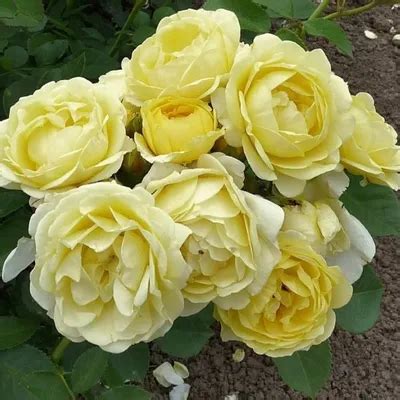 Роза флорибунда артур белл фото - 84 картинки