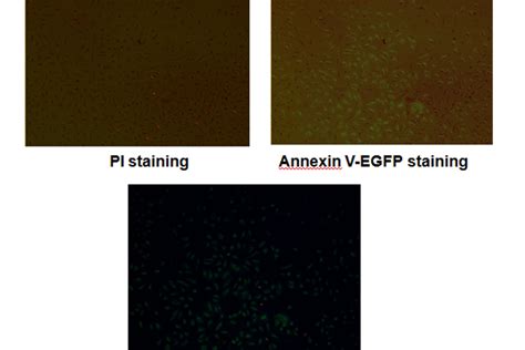 Annexin V Fitc Apoptosis Kit