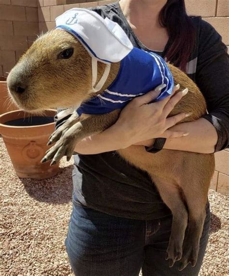 Sailor Capy R Capybara