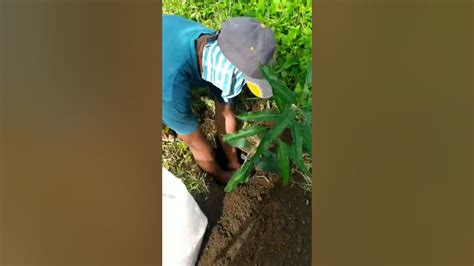 How To Apply Basal Fertilizer Youtube