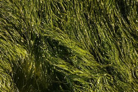 Algae Biorefinery Wur