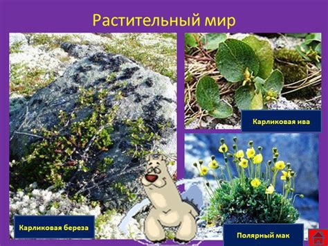 Презентация Арктическая пустыня по окружающему миру скачать проект