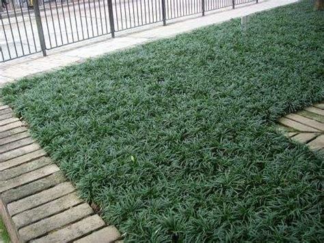 沿阶草Ophiopogon japonicus 点击查看图片来源