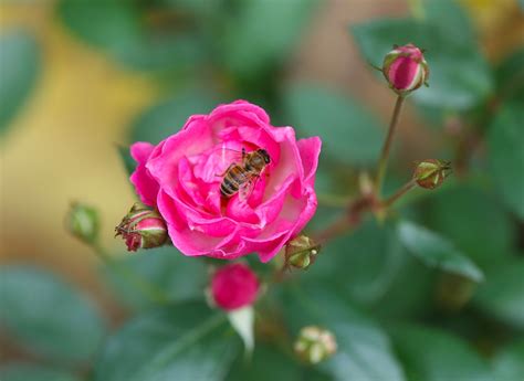 Insect Bee Entomology Free Photo On Pixabay Pixabay