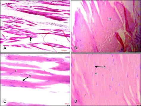 The Photomicrographs Of Longi­ Tudinally Sectioned Lumbrical Muscles