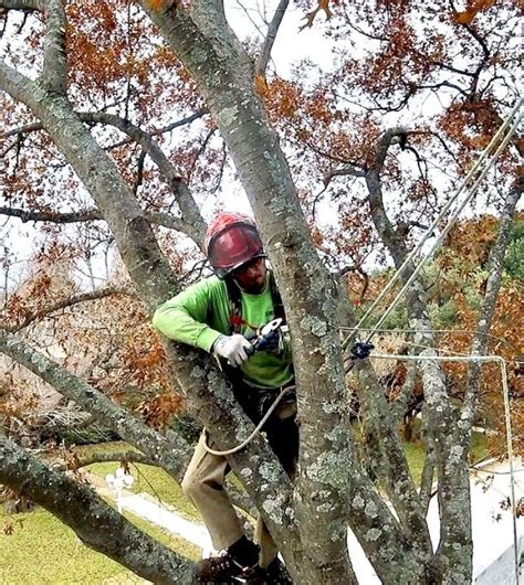 Tree Cabling Samsara Tree Care Professional Tree Bracing Tree
