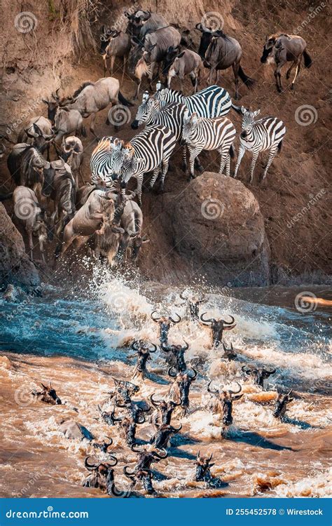 Vertical Shot Of Herds Of Zebras And Gnus Migrating On The Grassland In