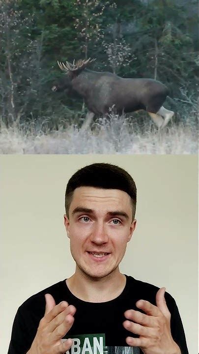 с 1 августа можно убивать краснокнижных животных Youtube