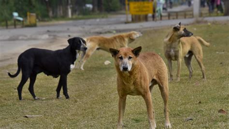 Stray Dog Burnt Alive Case Registered In Maharashtras Thane Mumbai
