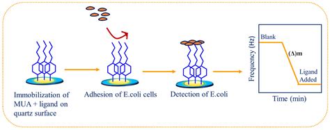 Sugarlectin Interactions For Direct And Selective Detection Of Escherichia Coli Bacteria Using