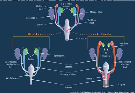 Week 1 Female Reproductive Physiology Flashcards Quizlet