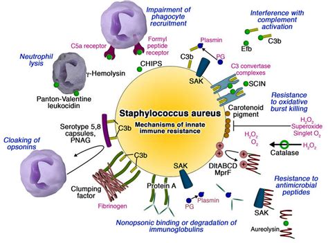 Staphylococcus Aureus