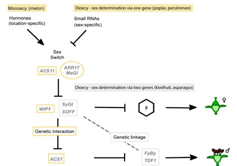 Figure 3 From The Diversity And Dynamics Of Sex Determination In