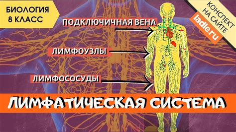 Где находятся лимфоузлы у человека фото, где находятся лимфатические узлы